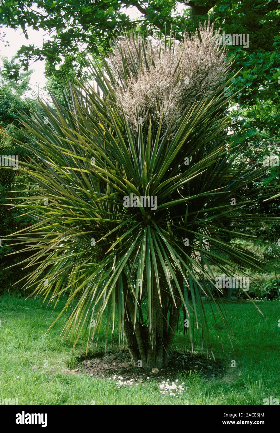 Cordyline australis purpurea. Whole plant in ground CABBAGE TREE David ...