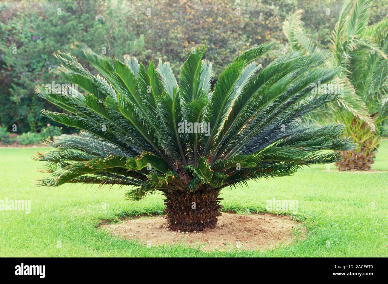 Cycas revoluta. Single whole plant Stock Photo - Alamy
