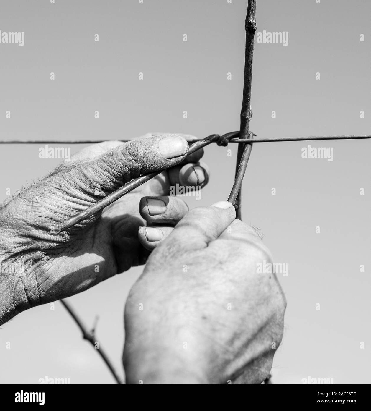 Man tied up hi-res stock photography and images - Alamy