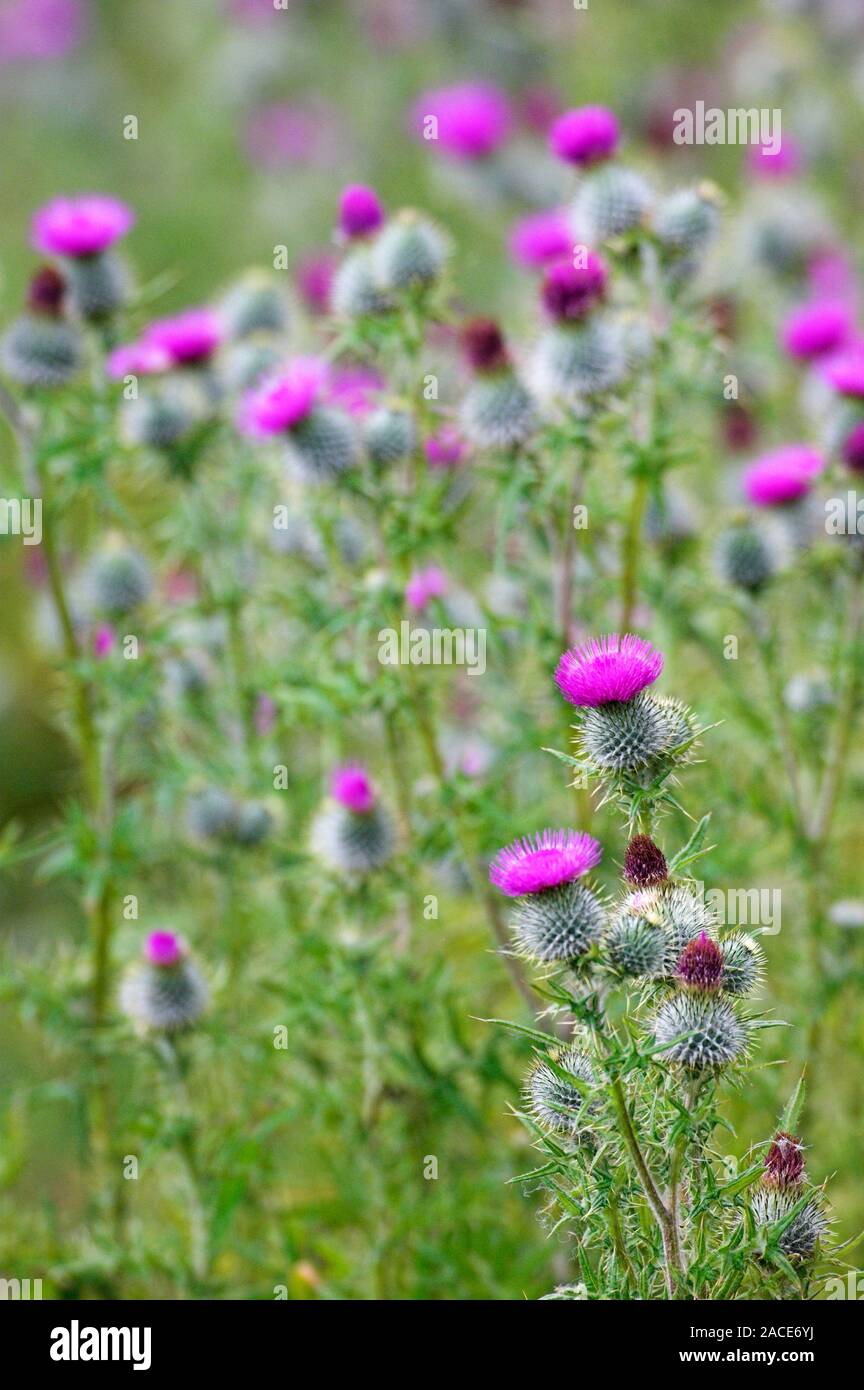 Spear thistle flowers (Cirsium vulgare). Purple thistle flowers ...