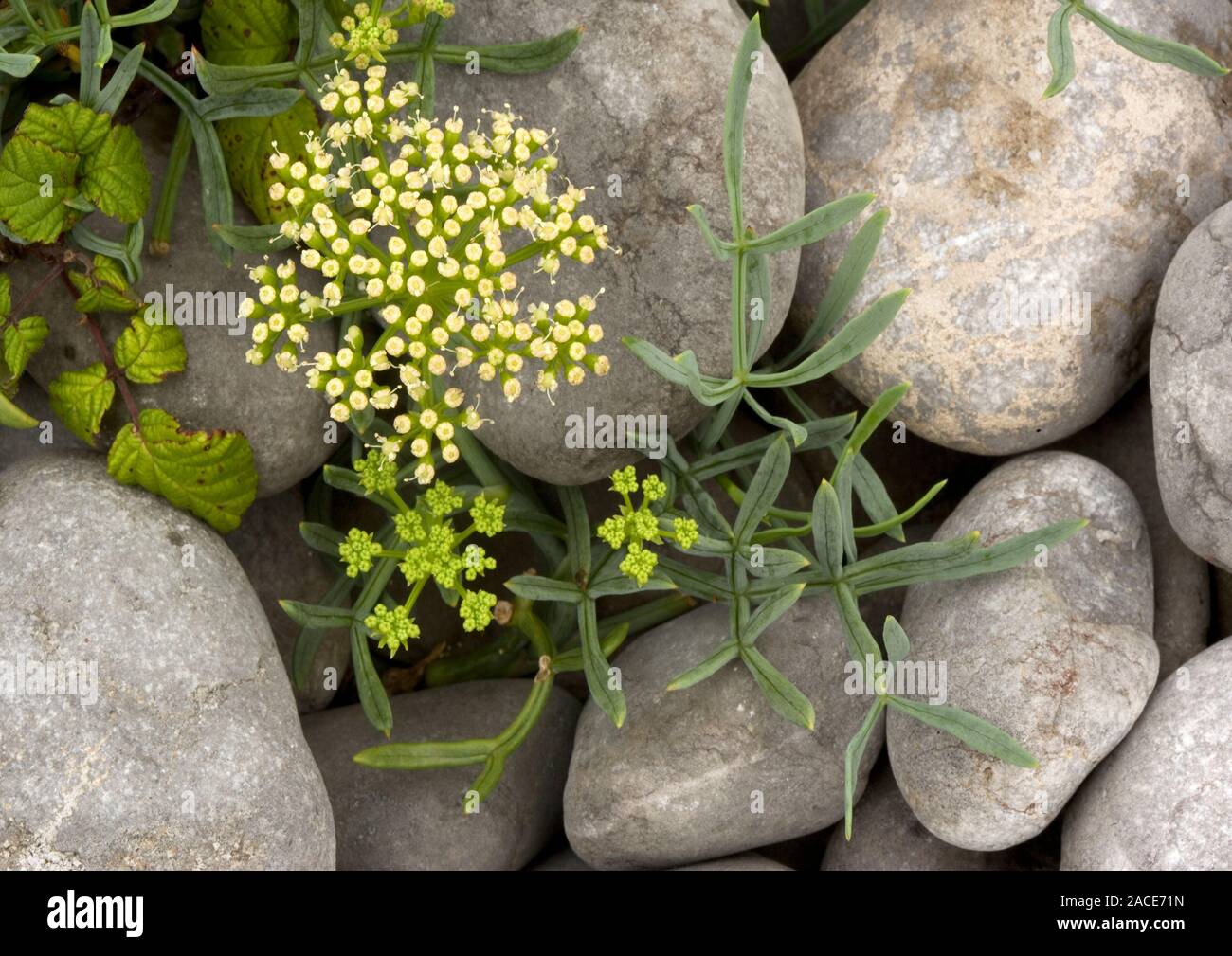 Rock samphire flowers (Crithmum maritimum) amongst pebbles. This ...