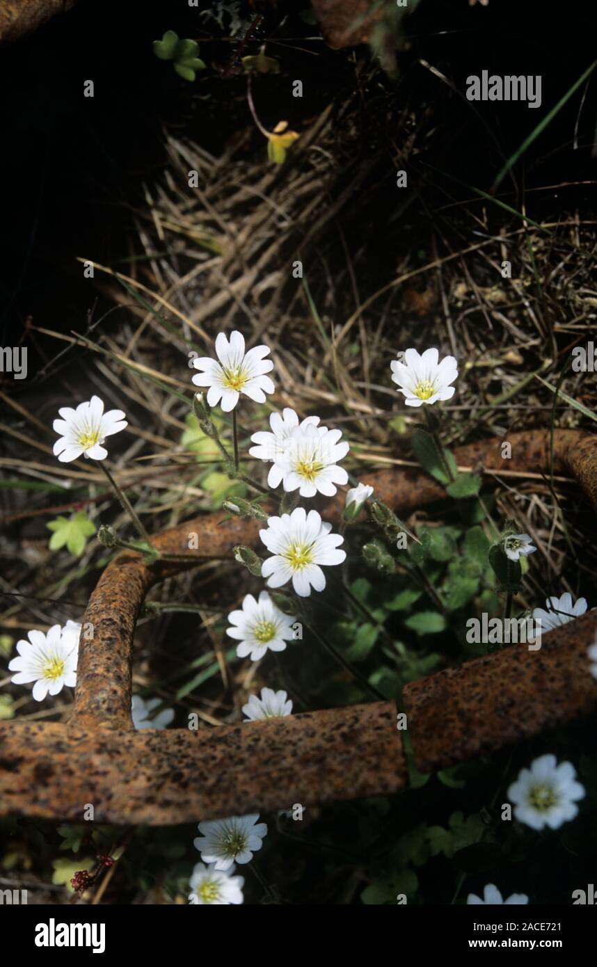 Arctic mouse-ear flowers (Cerastium arcticum) amongst a rusty object ...