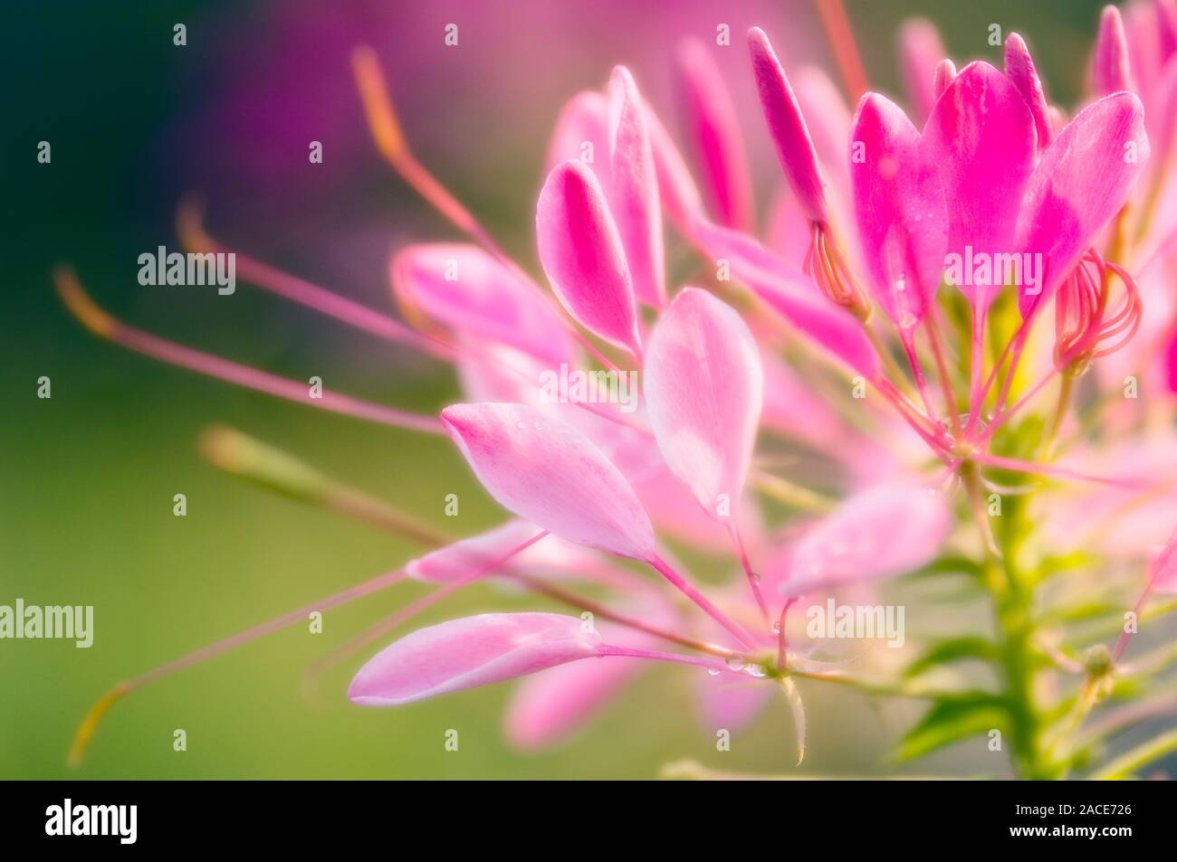 Spider flower (Cleome hassleriana). Photographed in Maryland, USA Stock ...