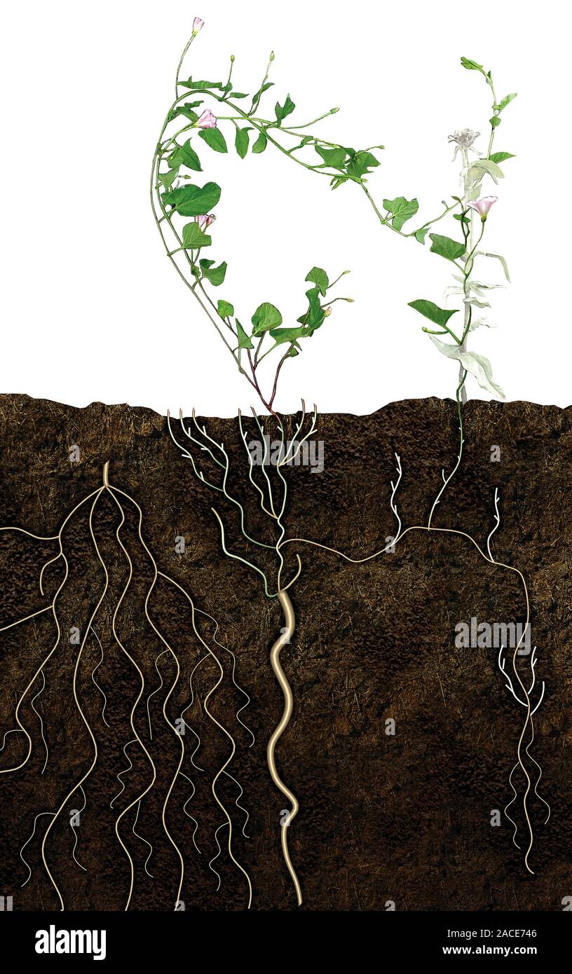 Field bindweed. Computer artwork of field bindweed plants (Convolvulus arvensis) showing their ...
