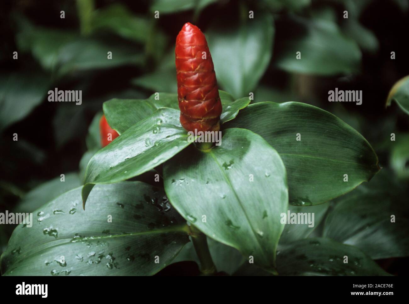 Spiral red flag ginger inflorescence (Costus woodsonii) prior to ...