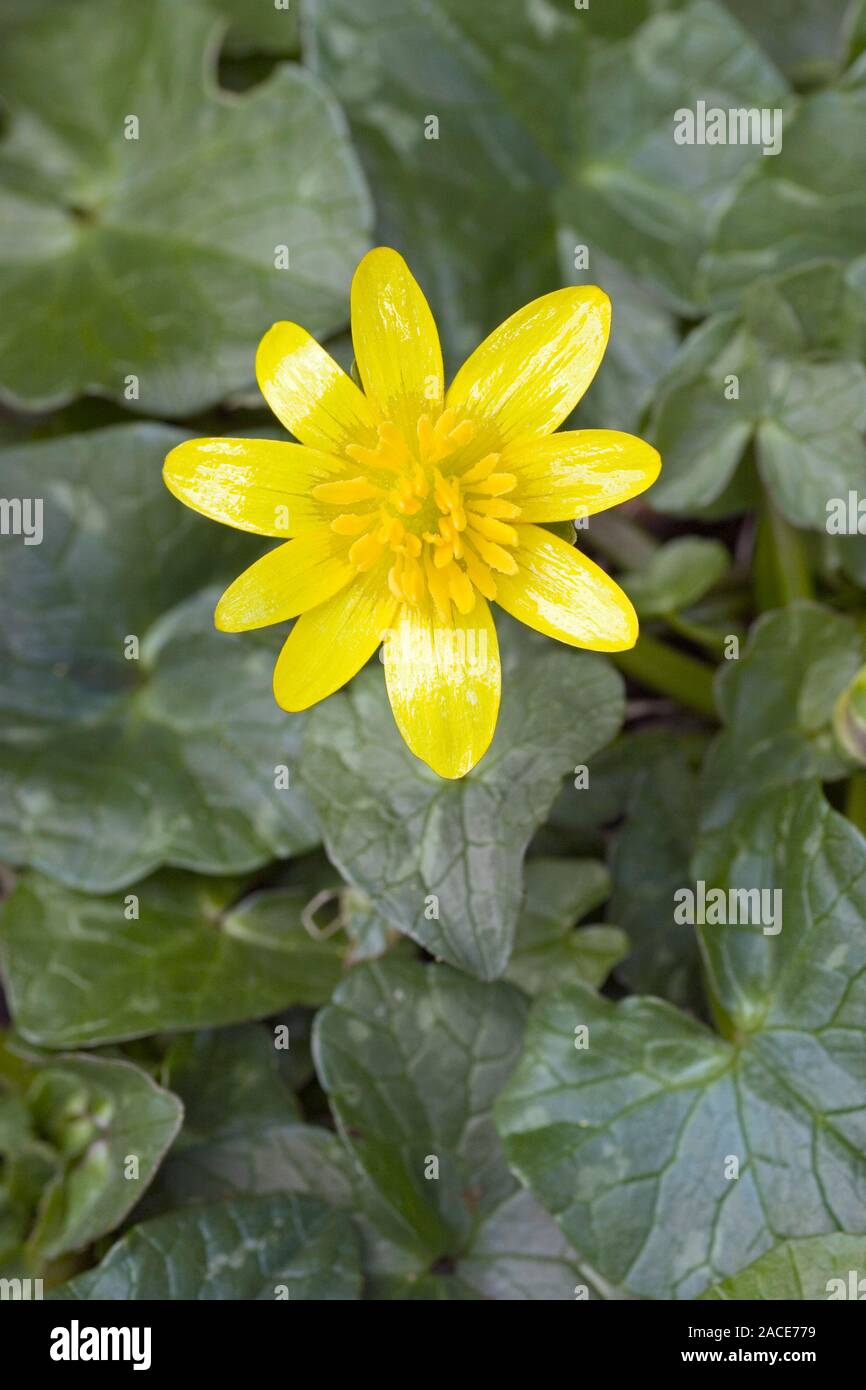 Lesser celandine flower (Ranunculus ficaria). Photographed in April, in ...