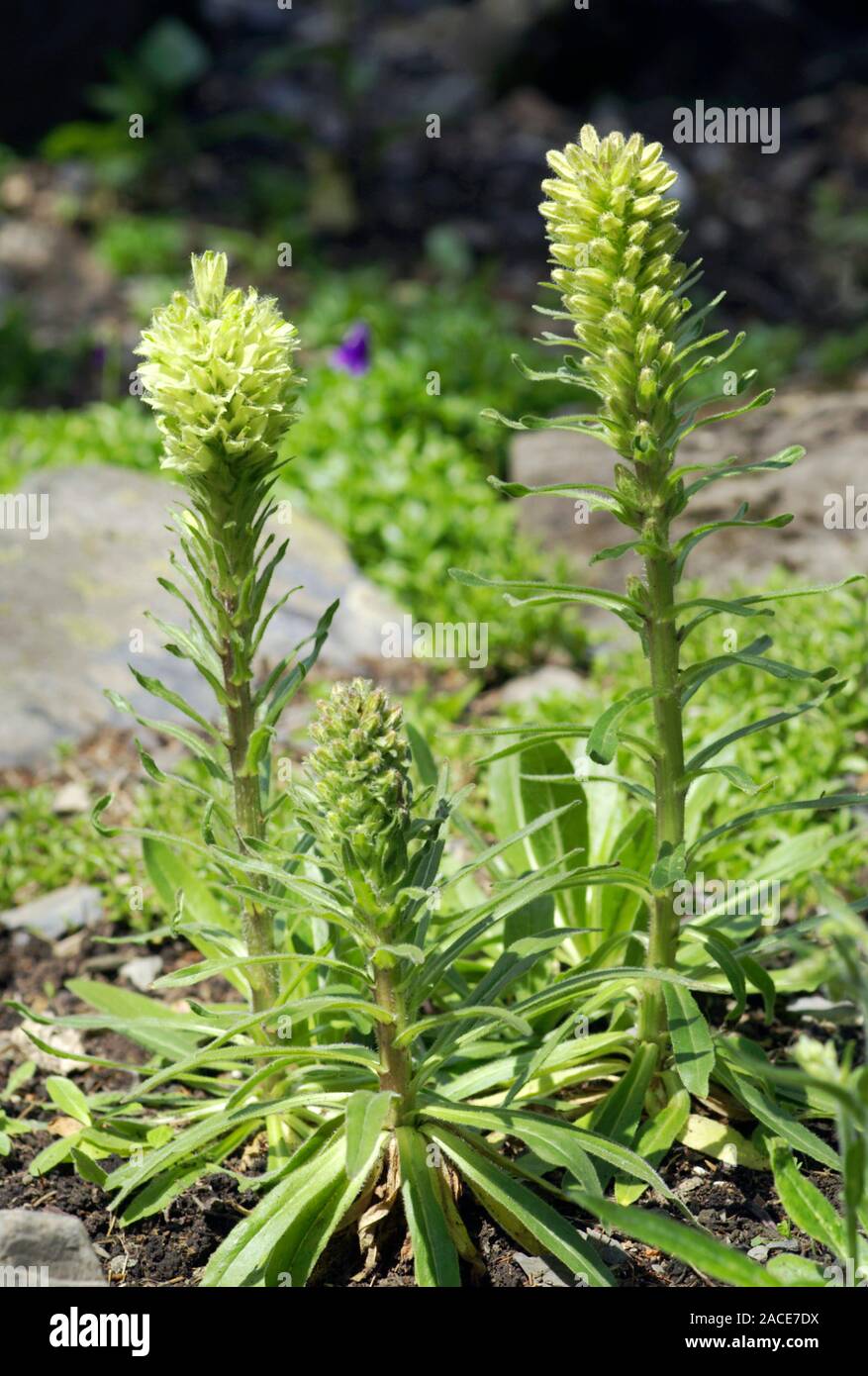 Yellow bellflower spikes (Campanula thrysoides Stock Photo - Alamy