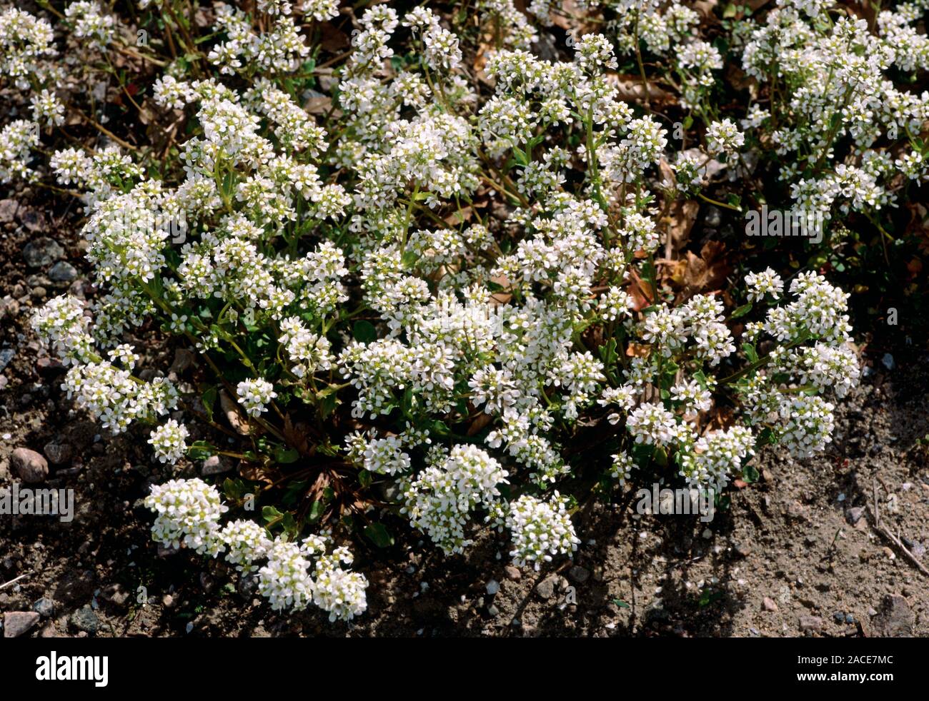 Common scurvy-grass (Cochlearia officinalis Stock Photo - Alamy