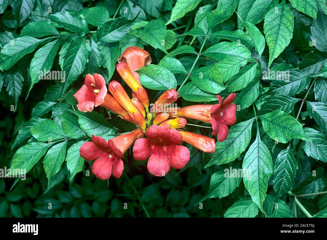 Common trumpet creeper (Campsis radicans). Closeup of orange-red ...