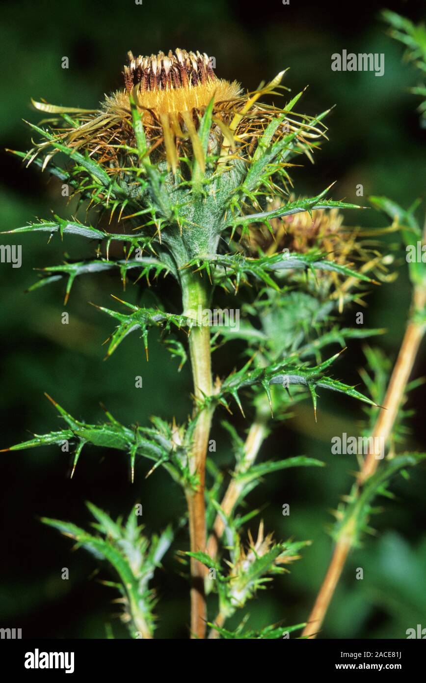 Carline thistle flowers (Carline vulgaris Stock Photo - Alamy