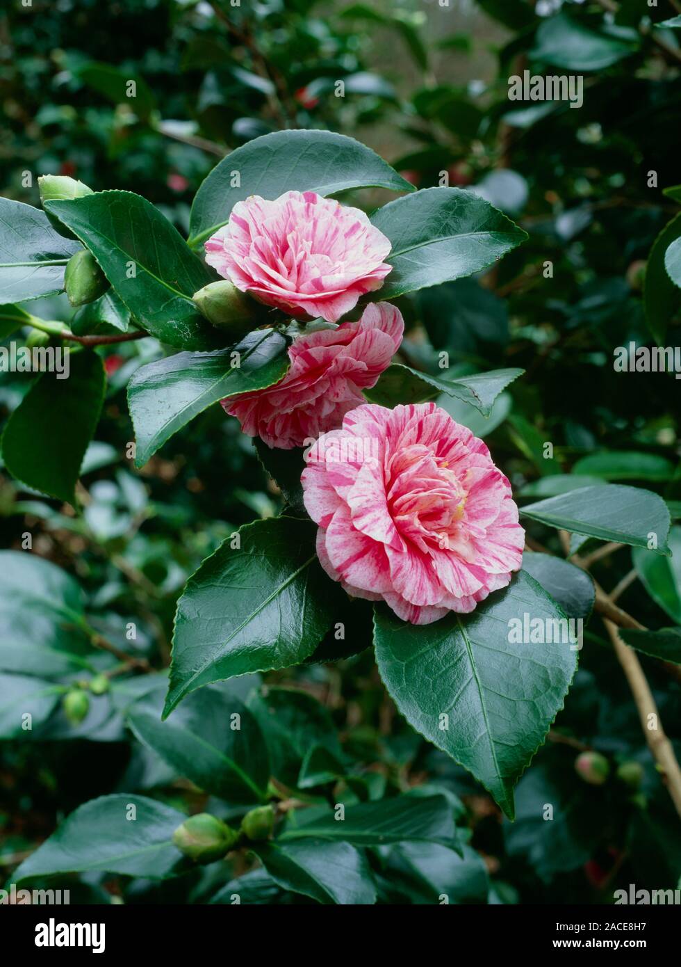 Camellia flower (Camellia japonica 'Bella Romana' Stock Photo - Alamy