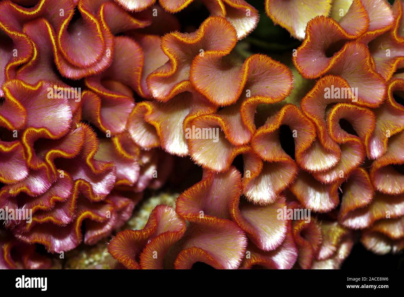 Cockscomb flower head (Celosia argentea var. cristata), Kurume series ...