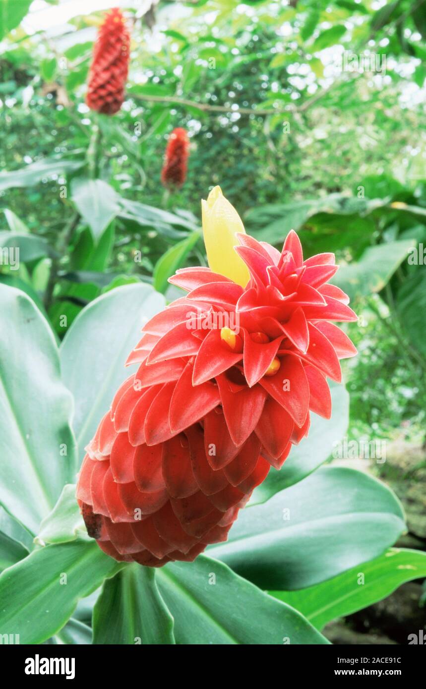 Spiral ginger flower (Costus barbatus). Photographed in the Royal ...