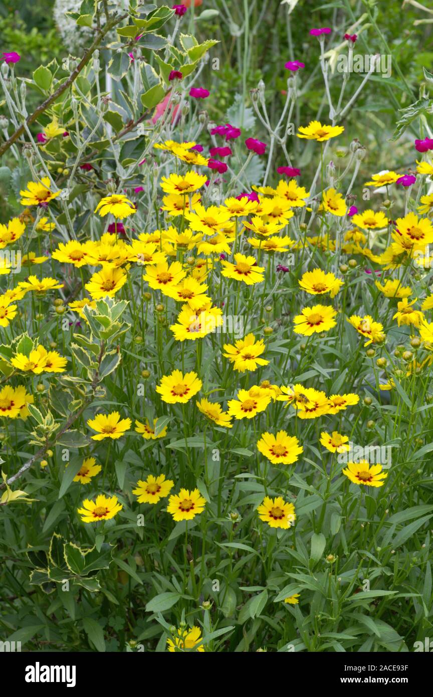 Lance-leaved coreopsis flowers (Coreopsis lanceolata 'Rotkelchen ...