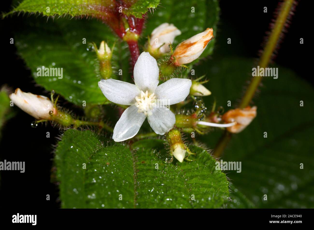 Koster's curse flowers (Clidemia hirta). This plant is an invasive ...