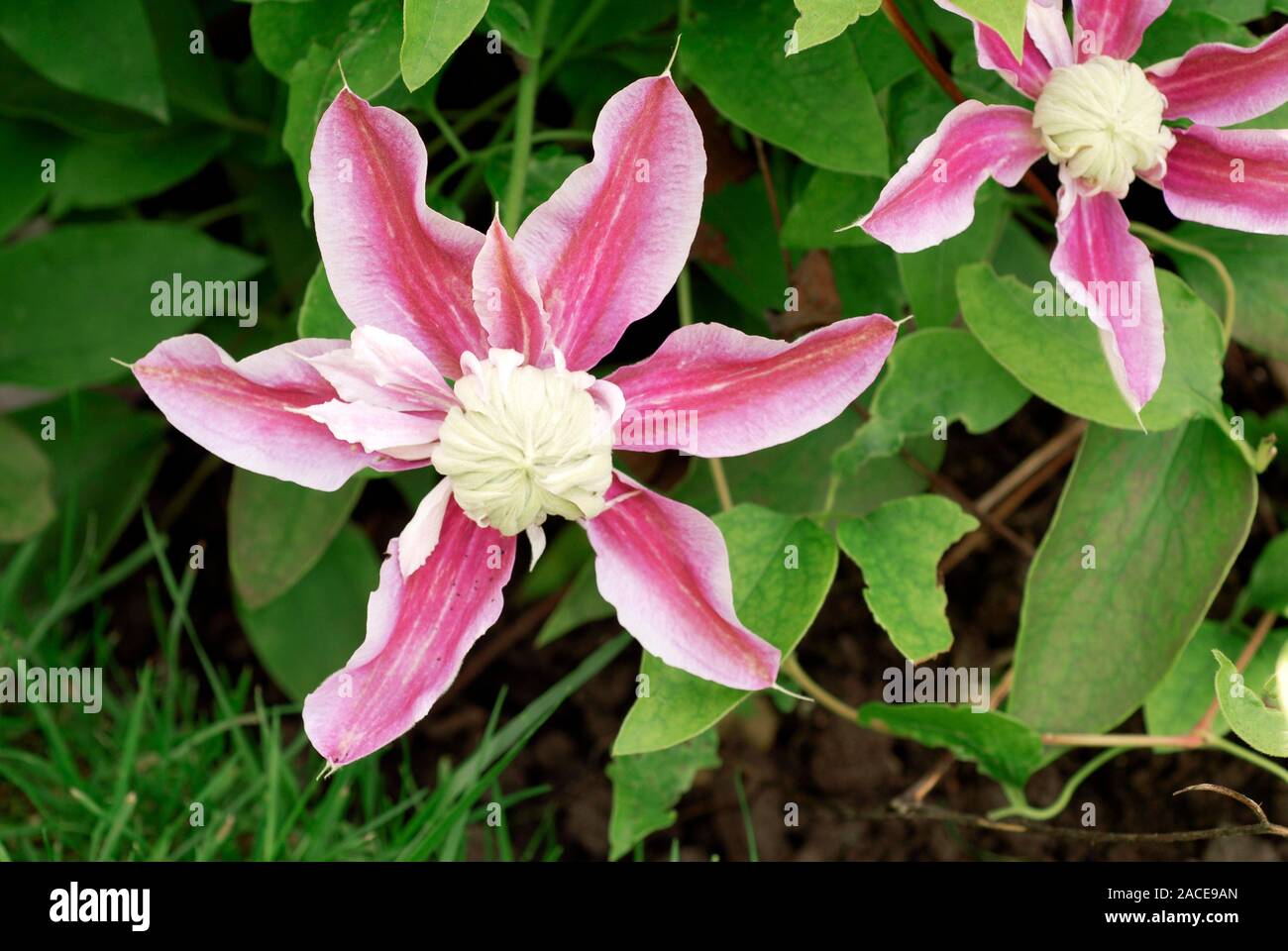 Clematis flowers (Clematis 'Josephine'). Photographed at RHS Wisley, UK ...