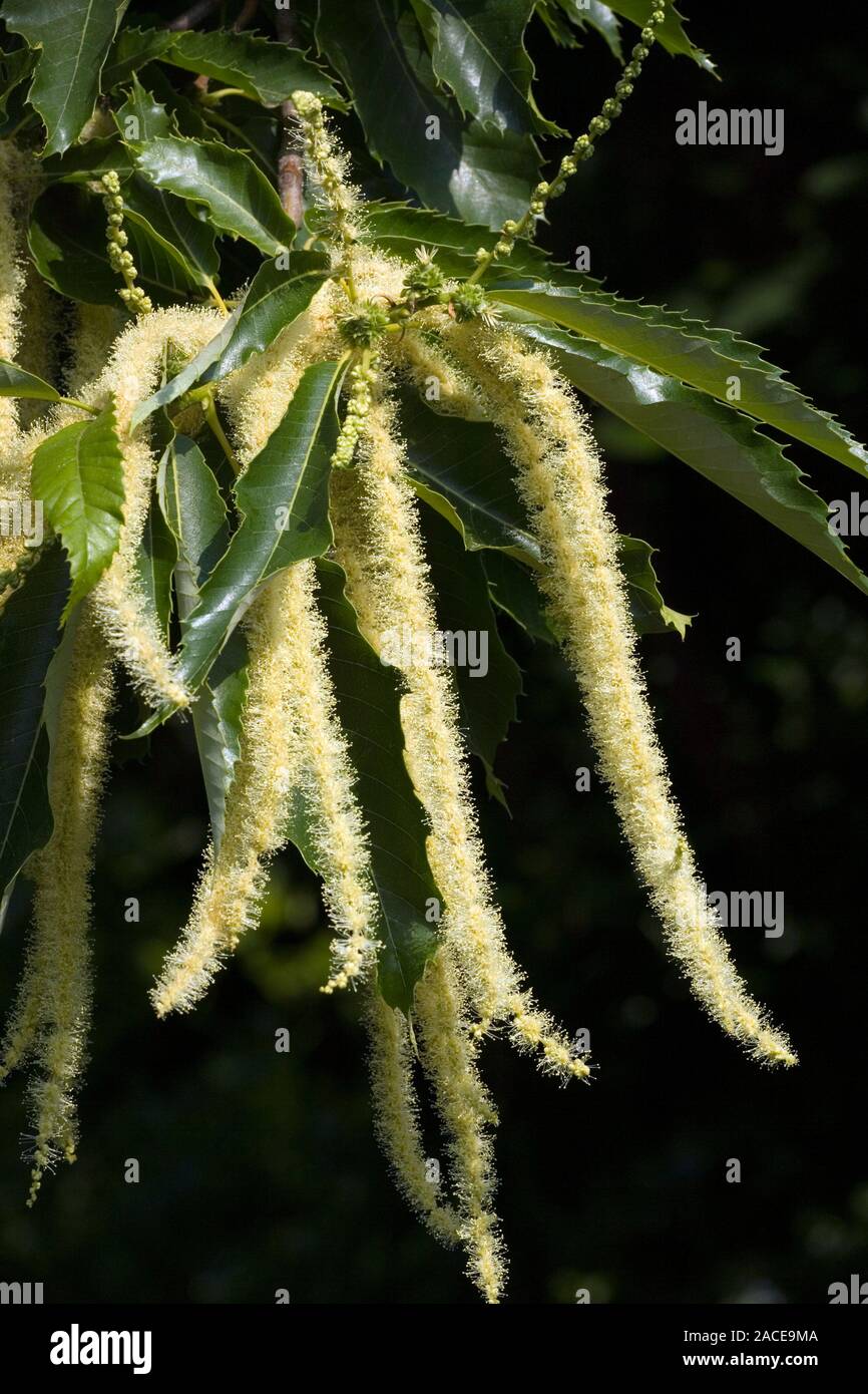 Sweet chestnut catkins (Castanea sativa). These are male catkins ...
