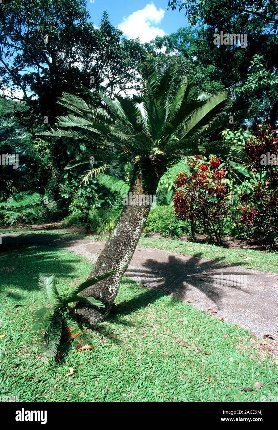 Sago palm (Cycas rumphii), whole plant Stock Photo - Alamy