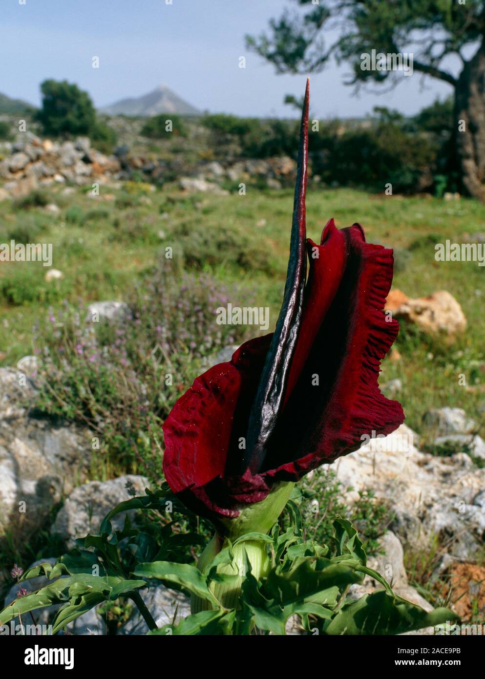 Dragon Arum (Dracunculus vulgaris). This plant is a member of the ...