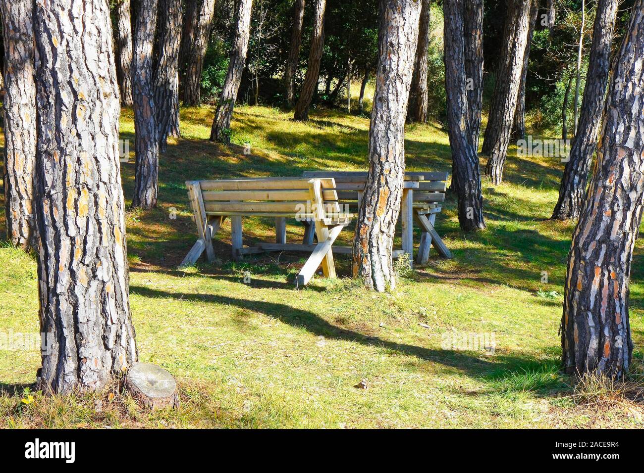 Picnic table in a Tuscany pinewood with copy space (Italy Stock Photo ...