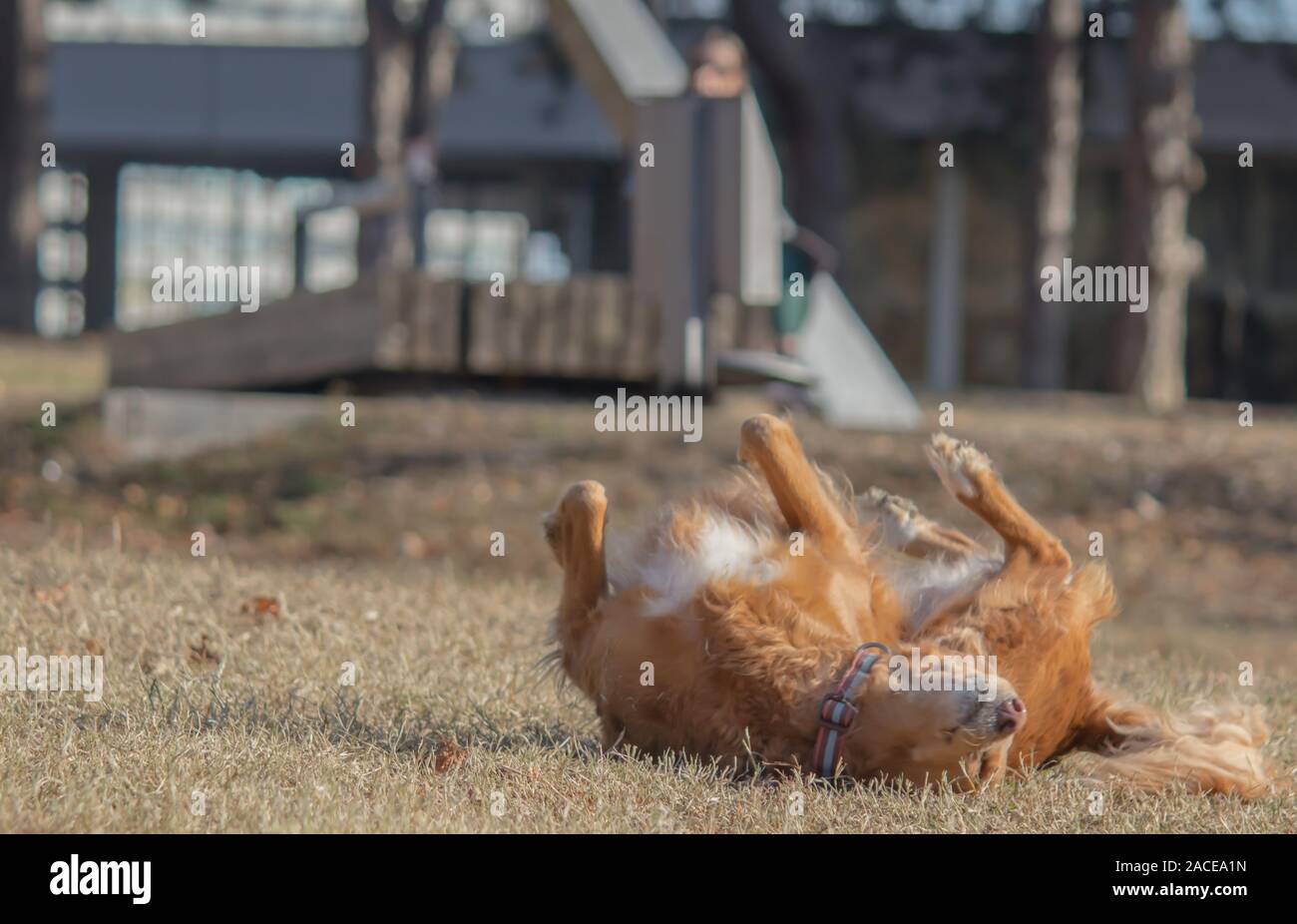 Irish Setter (half-breed) playing at city park in Belgrade Stock Photo ...