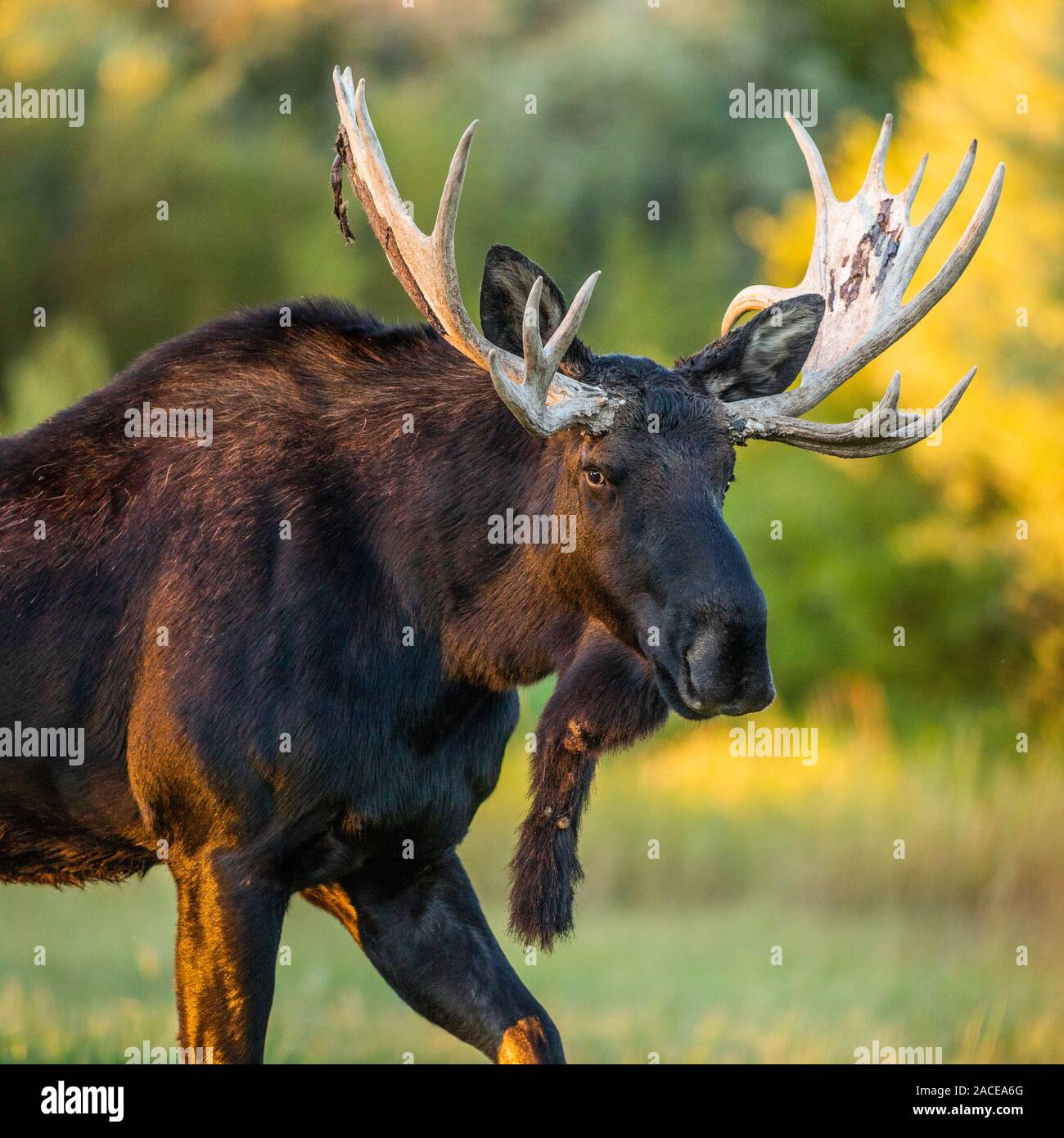 Moose idaho hi-res stock photography and images - Alamy