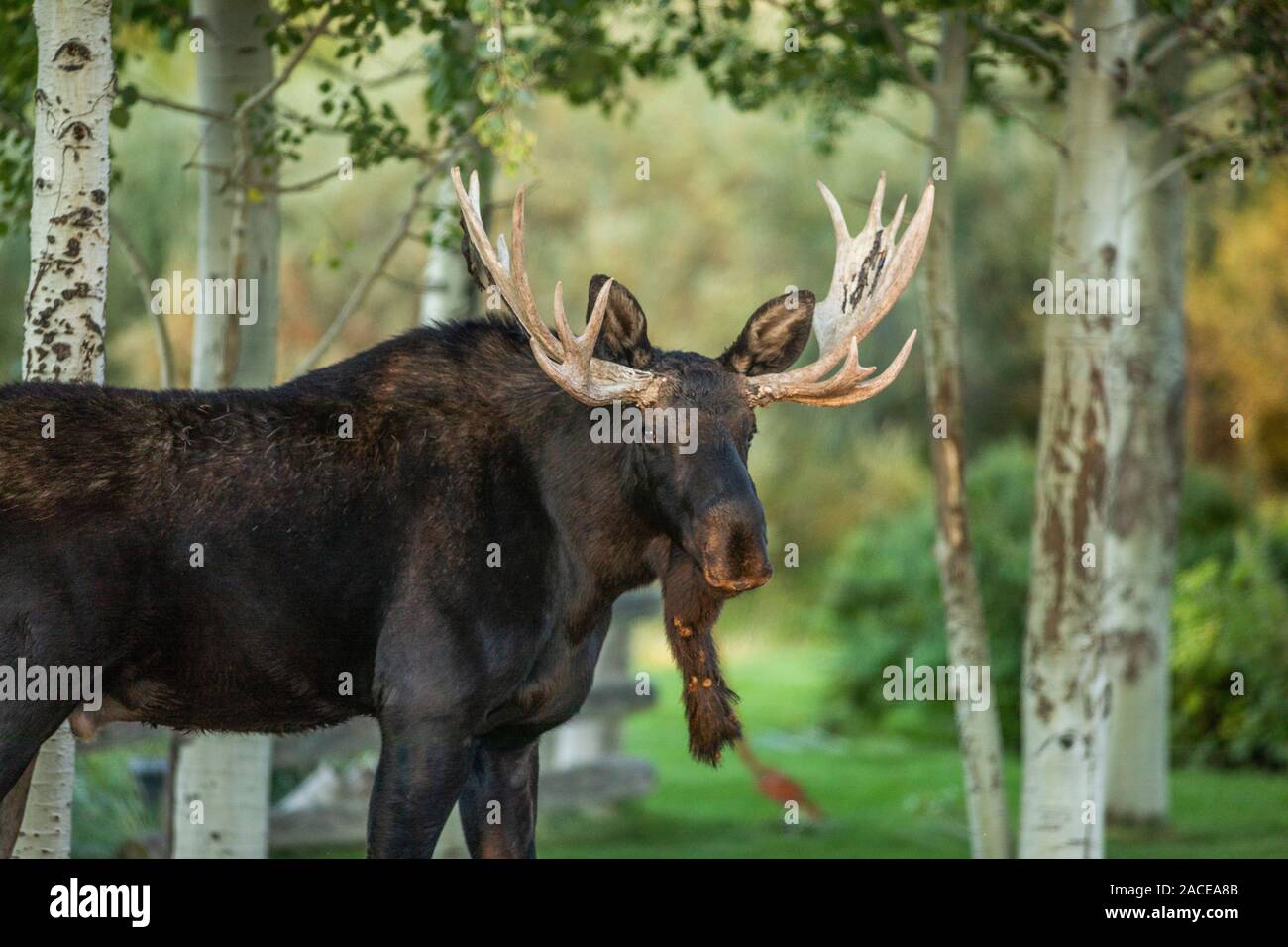 Moose idaho hi-res stock photography and images - Alamy