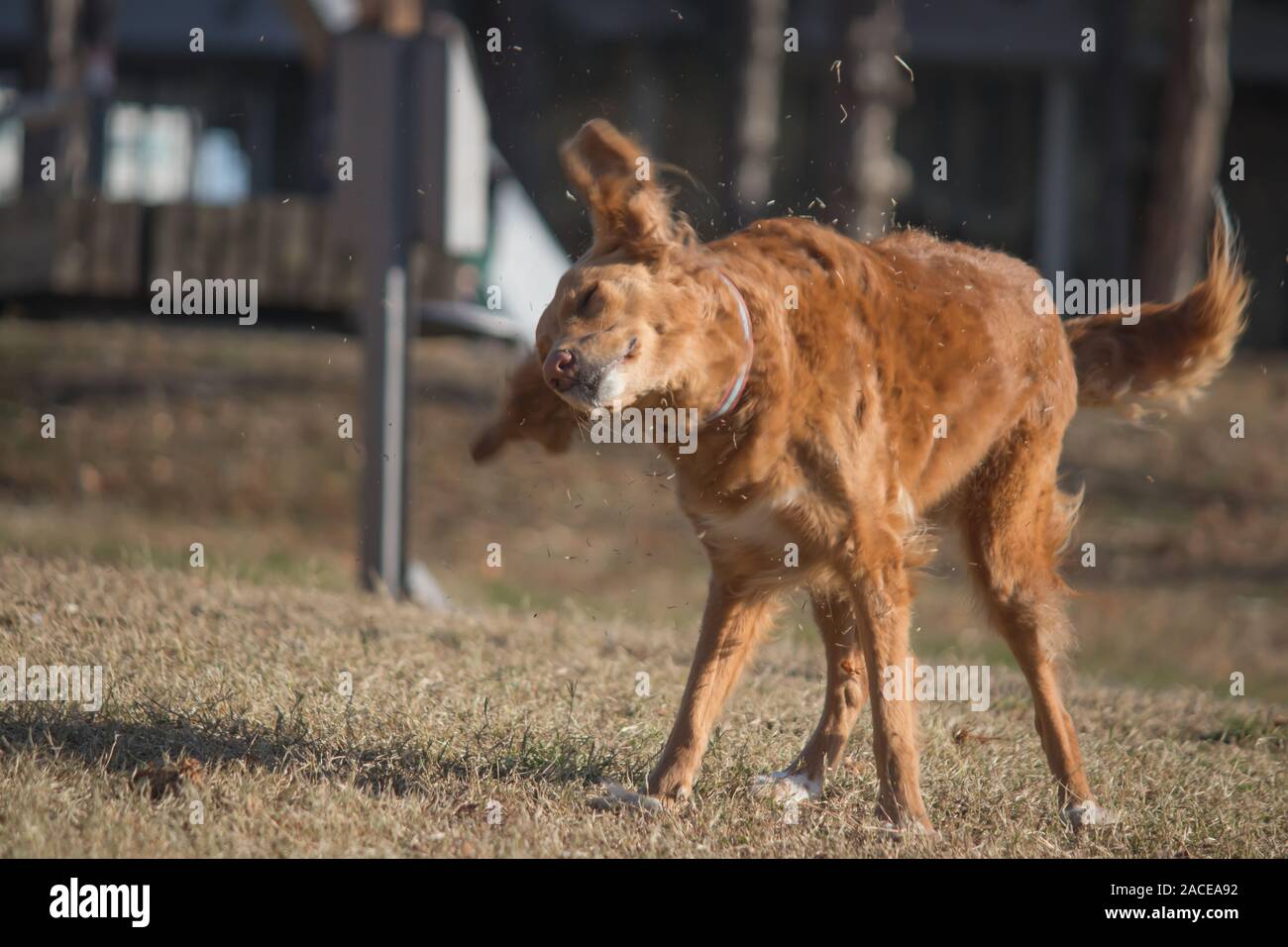 Irish Setter (half-breed) playing at city park in Belgrade Stock Photo ...