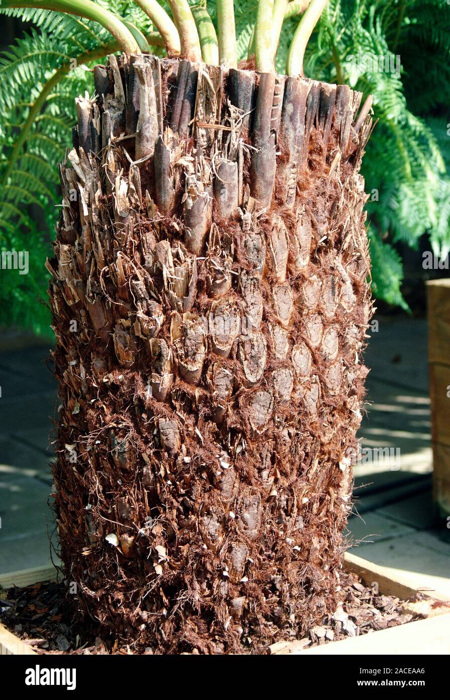Dicksonia antarctica. Tree Fern trunk structure Ailsa Allaby Stock ...