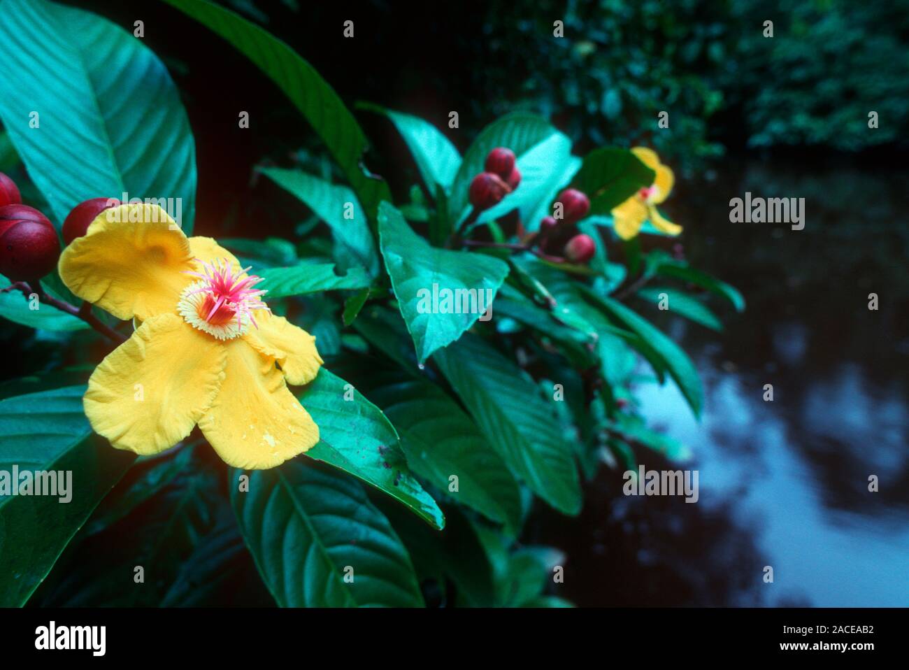 Simpoh air flower (Dillenia excelsa). This shrub inhabits tropical ...