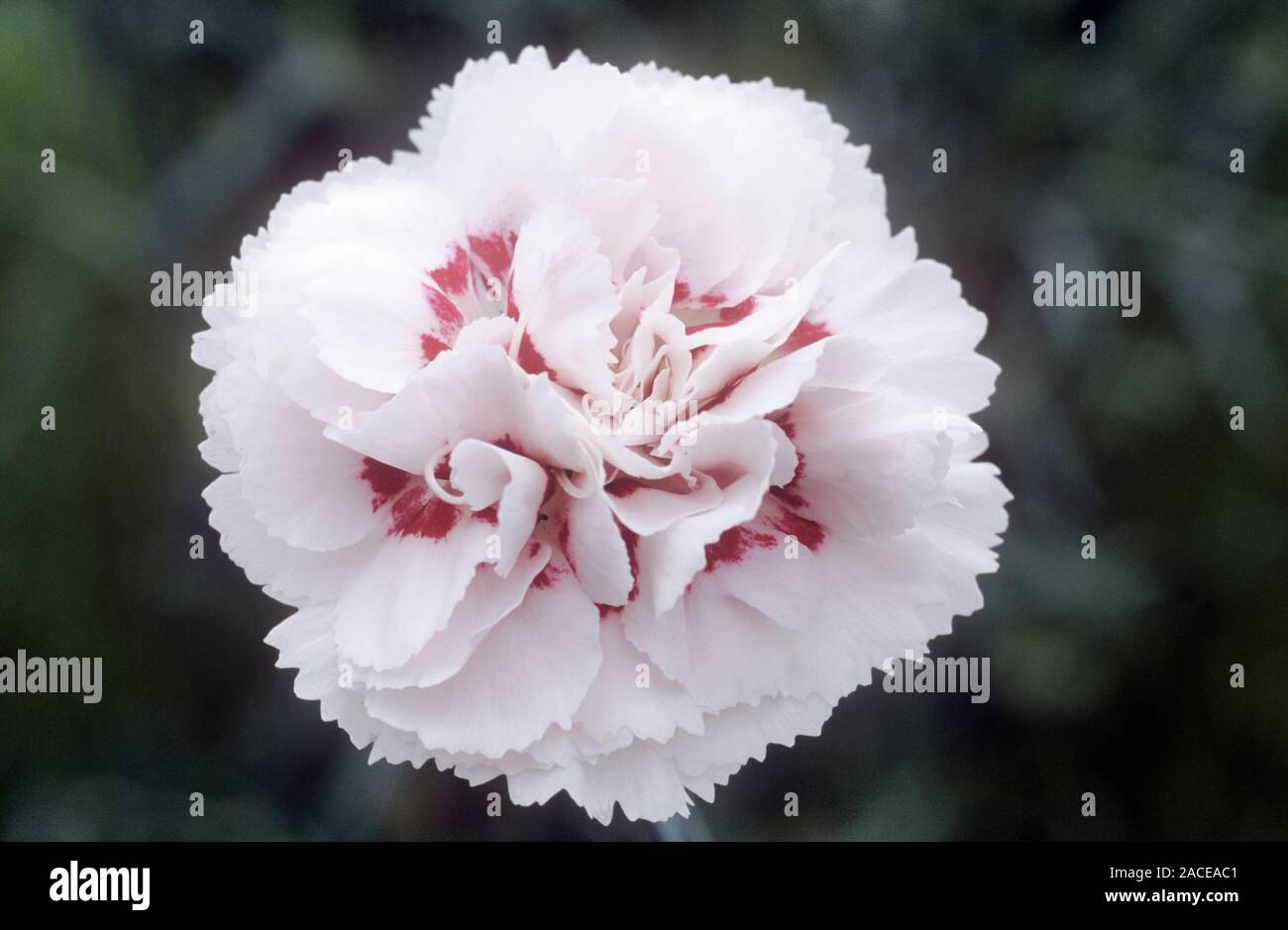 Pink flower (Dianthus x allwoodii 'Cranmere Pool'). This is an Allwood ...