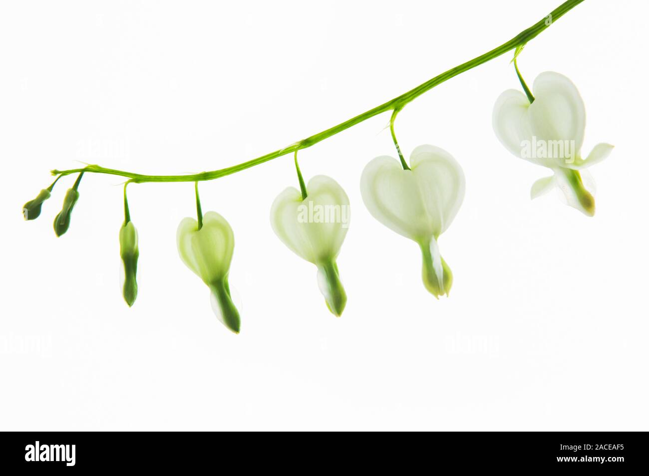 Bleeding heart (Dicentra spectabilis 'Alba') flowers and buds Stock ...