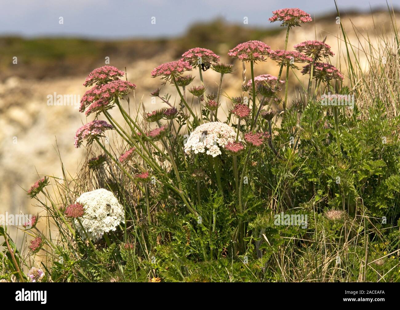 Queen Anne's lace (Daucus carota) flowers. This plant, also known as ...