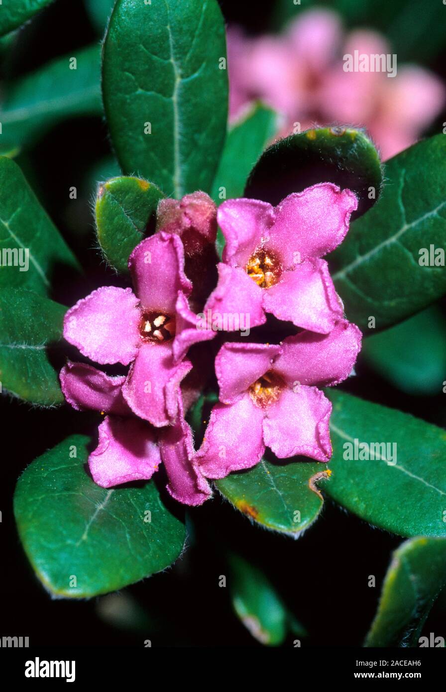 Daphne flowers (Daphne sericea Stock Photo - Alamy