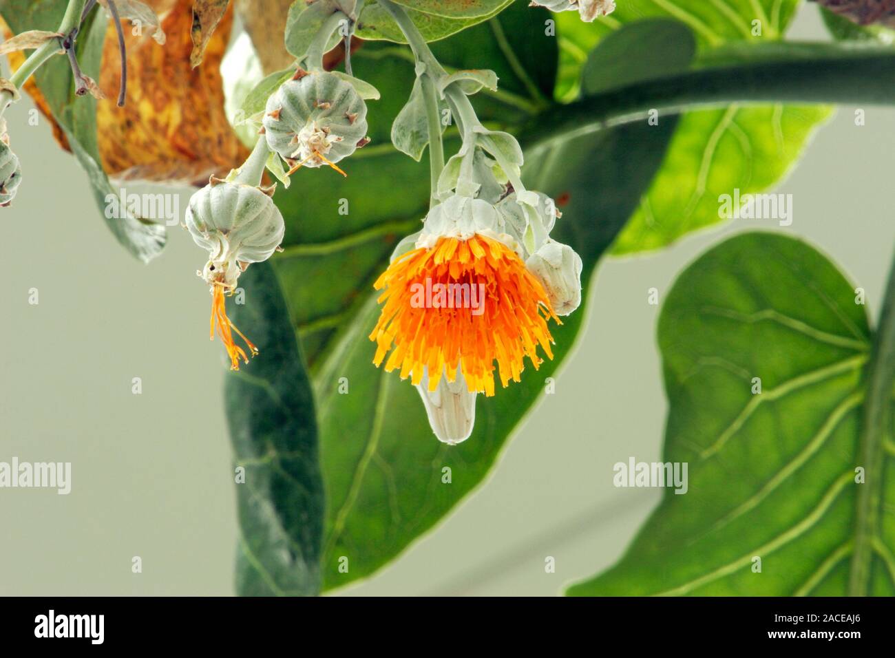 Cabbage tree flower (Dendroseris litoralis). This plant is endemic to ...