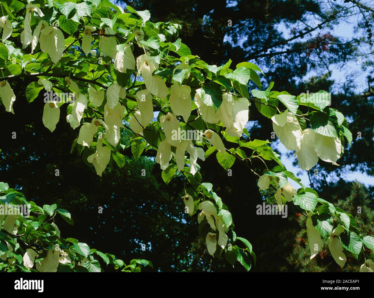 Dove tree (Davidia involucrata). This tree is native to China Stock ...