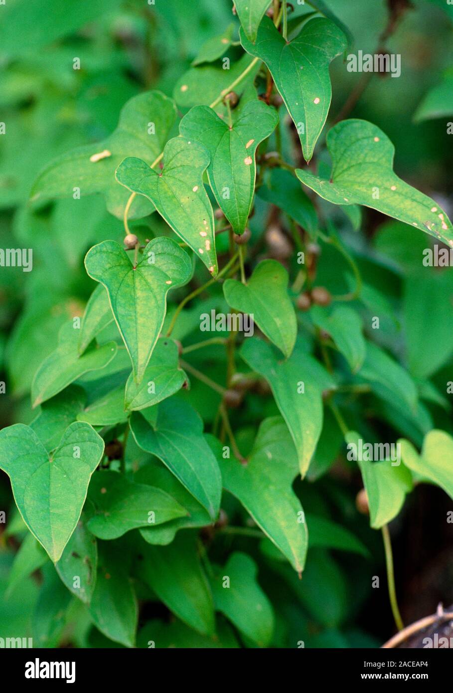 Nagaimo plant (Dioscorea opposita). This plant produces potato-like vegetables known as yams ...