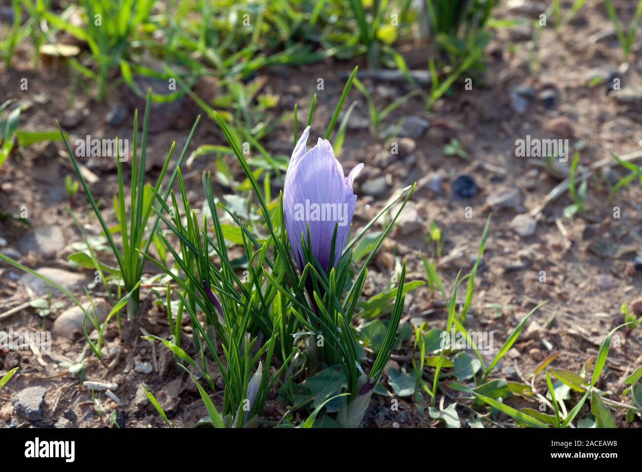 Saffron flowers and pistils Stock Photo - Alamy