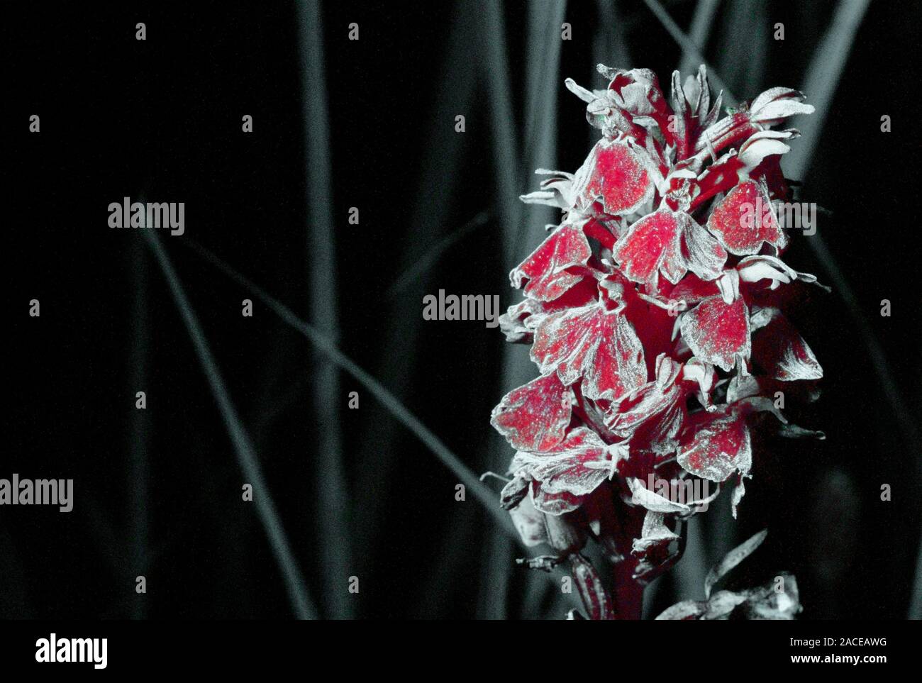 Spotted orchid in UV light. Spotted orchid flowers (Dactylorhiza ...