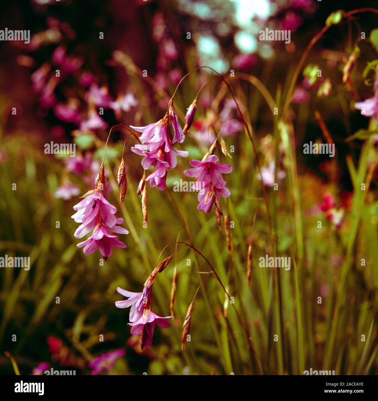 Angel's fishing Rod flowers (Dierama sp.) growing wild in grass Stock ...