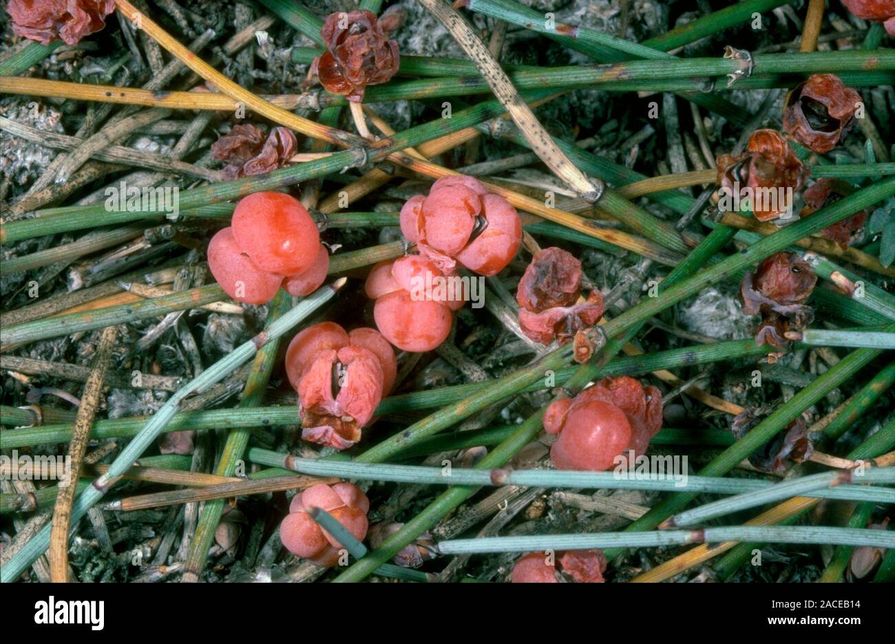 Ephedra distachya. Joint pine in fruit Epehdraceae conifer France Dr ...