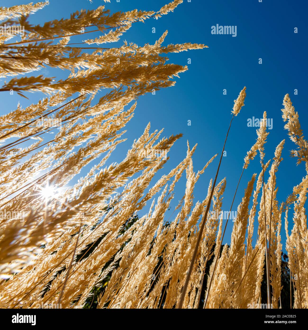 Grass sky low hi-res stock photography and images - Alamy