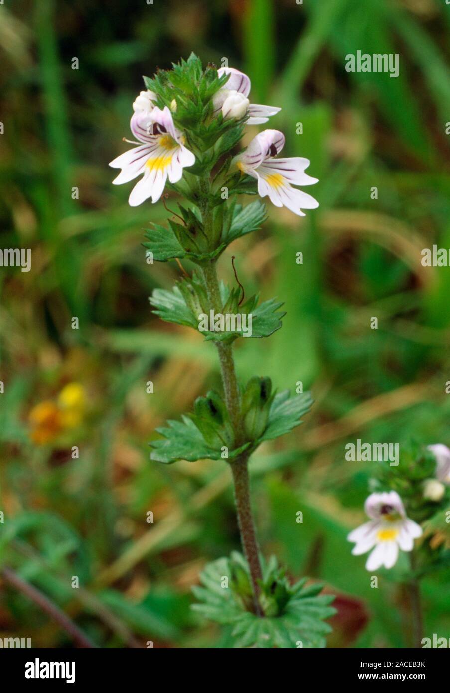 Euphrasia rostkoviana officinalis. Flower stem of eyebright Stock Photo ...