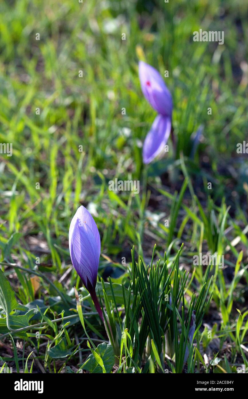 Saffron flowers and pistils Stock Photo - Alamy