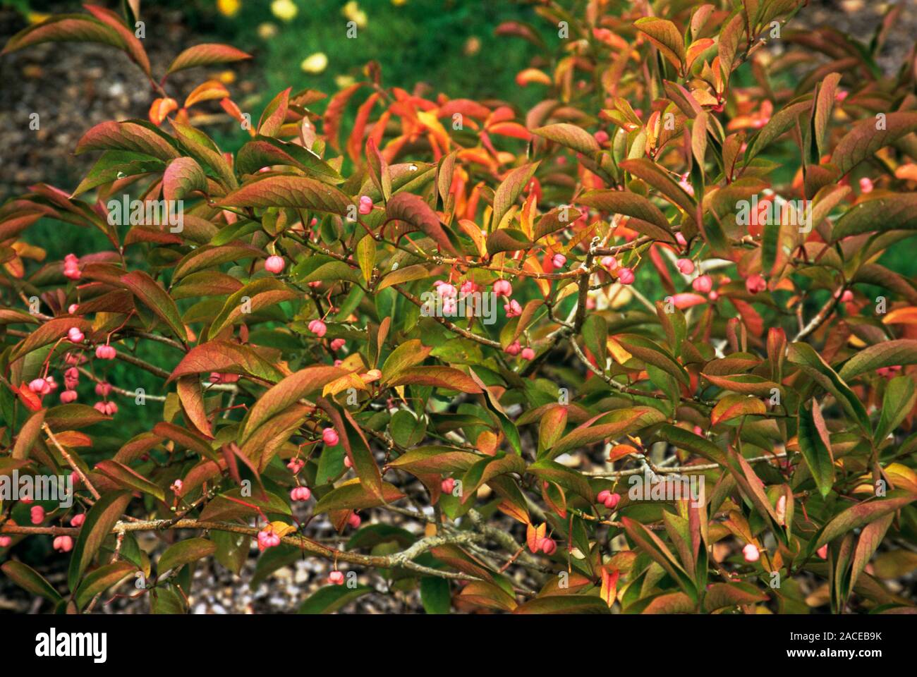 Chinese spindle tree (Euonymus hamiltonianus 'Winter Glory') fruits and ...