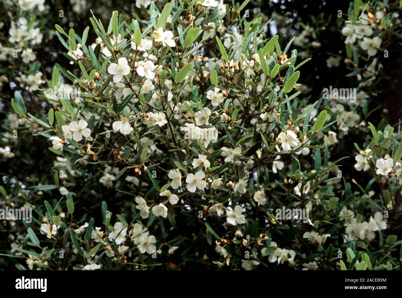 Leatherwood tree (Eucryphia lucida). This species of leatherwood is ...