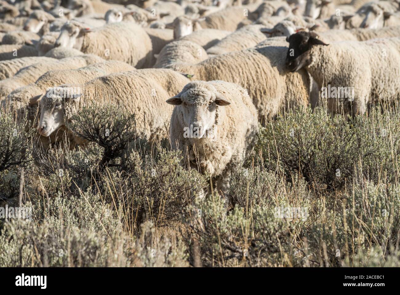 Flock of sheep hi-res stock photography and images - Alamy