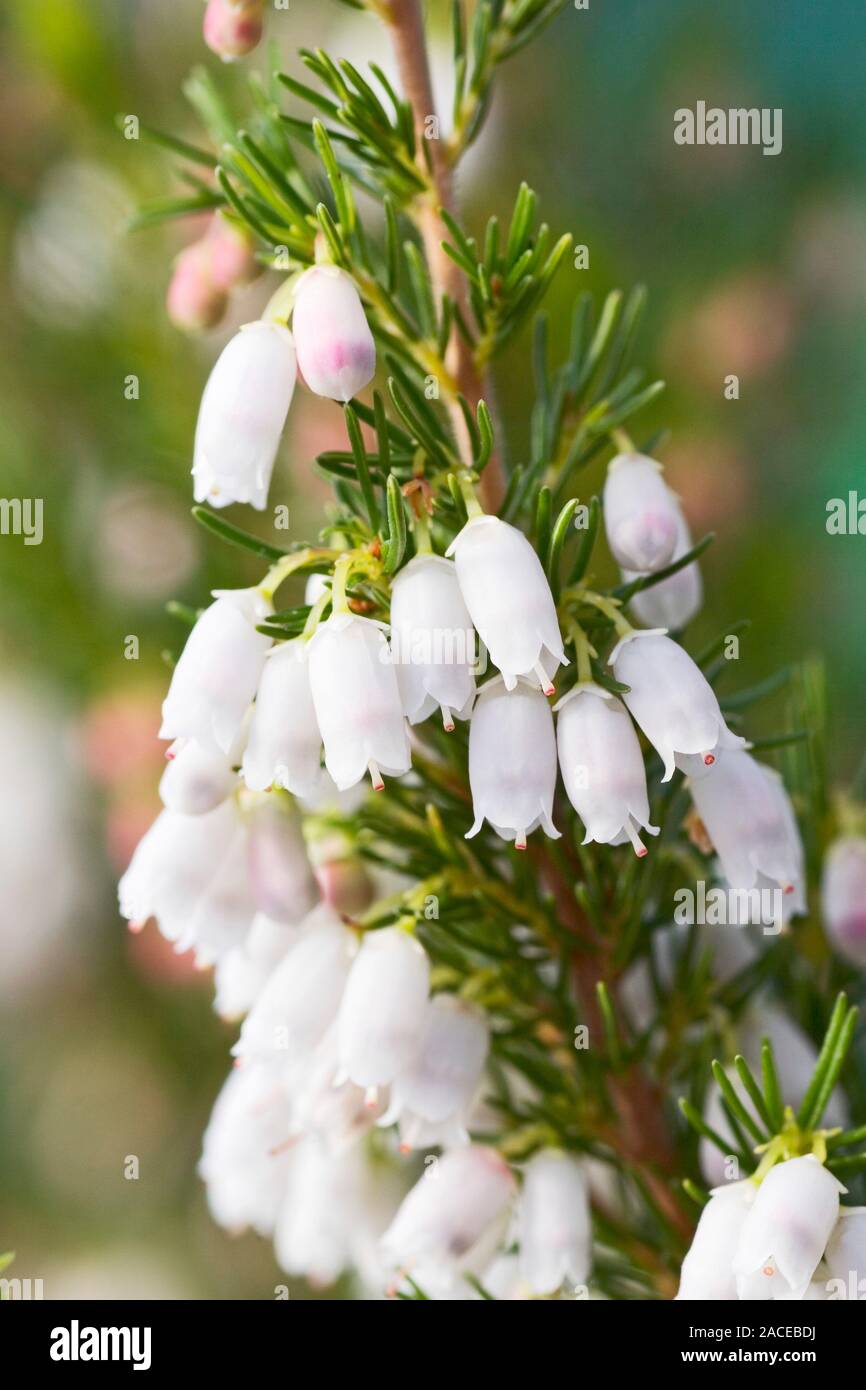 Portugal heath (Erica lusitanica Stock Photo - Alamy