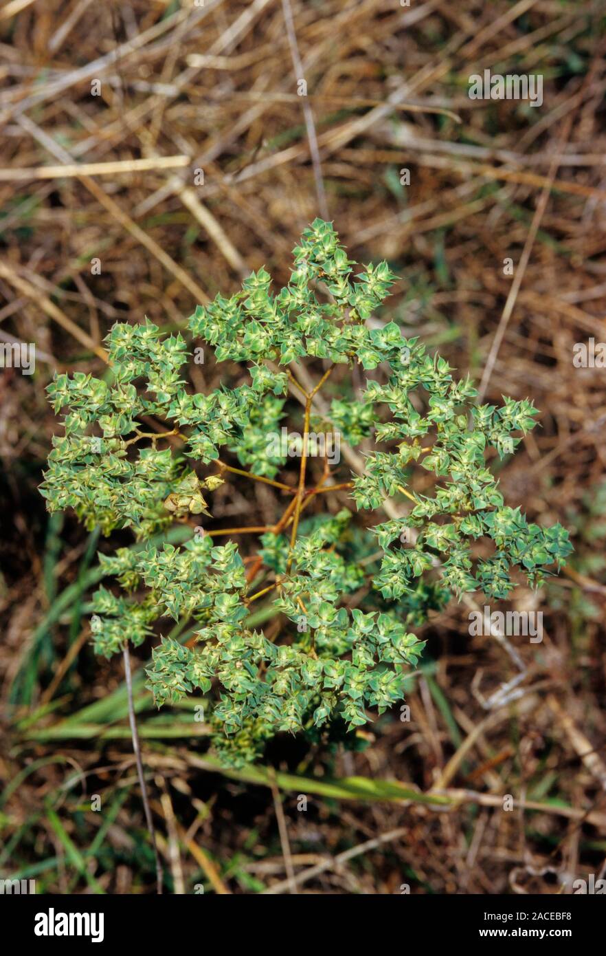 Sickle spurge plant (Euphorbia falcata). This plant is considered to be ...