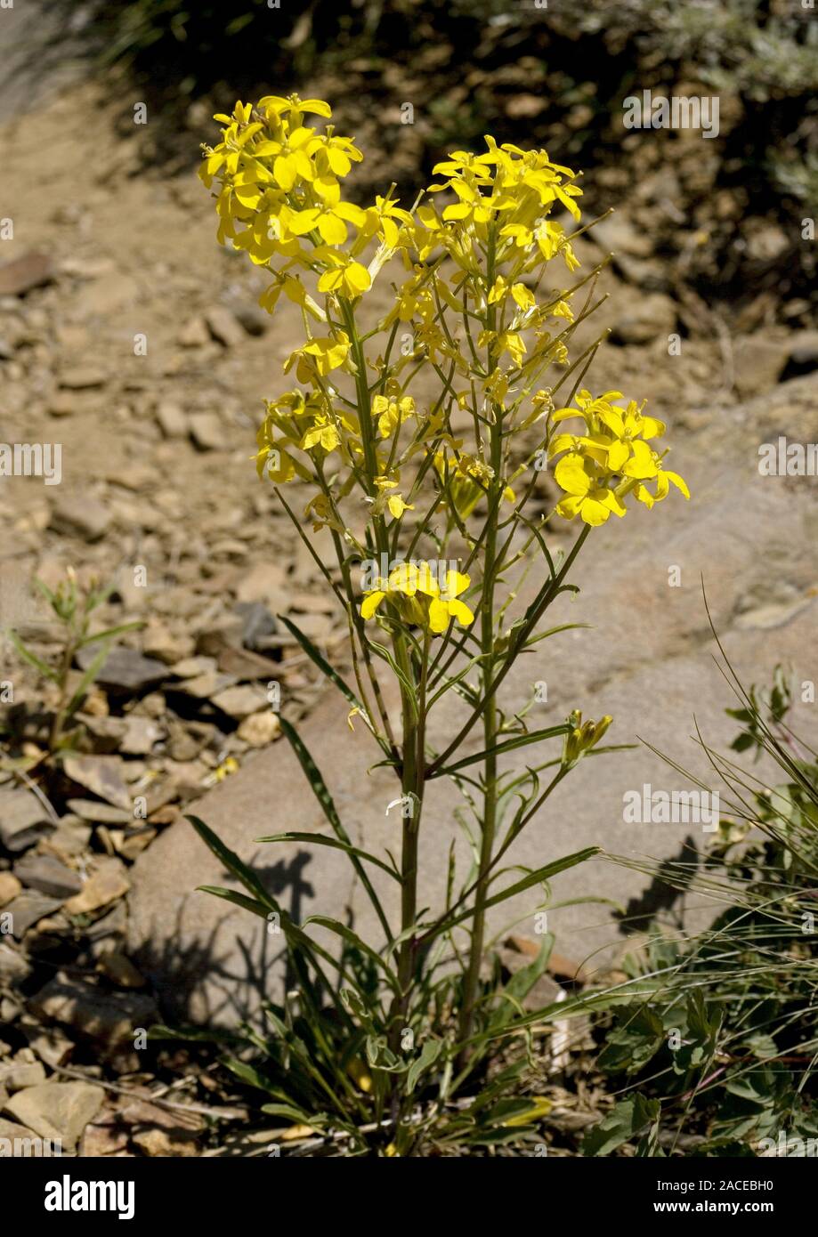 Western wallflower (Erysimum capitatum). Photographed in the USA, in ...